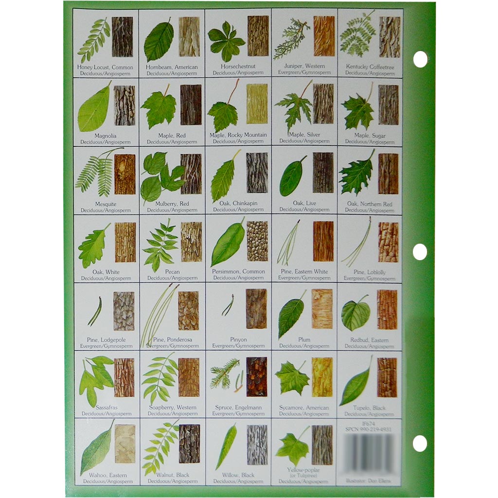 Tree Leaf Identification Chart Leaf Spotting | American Scientist